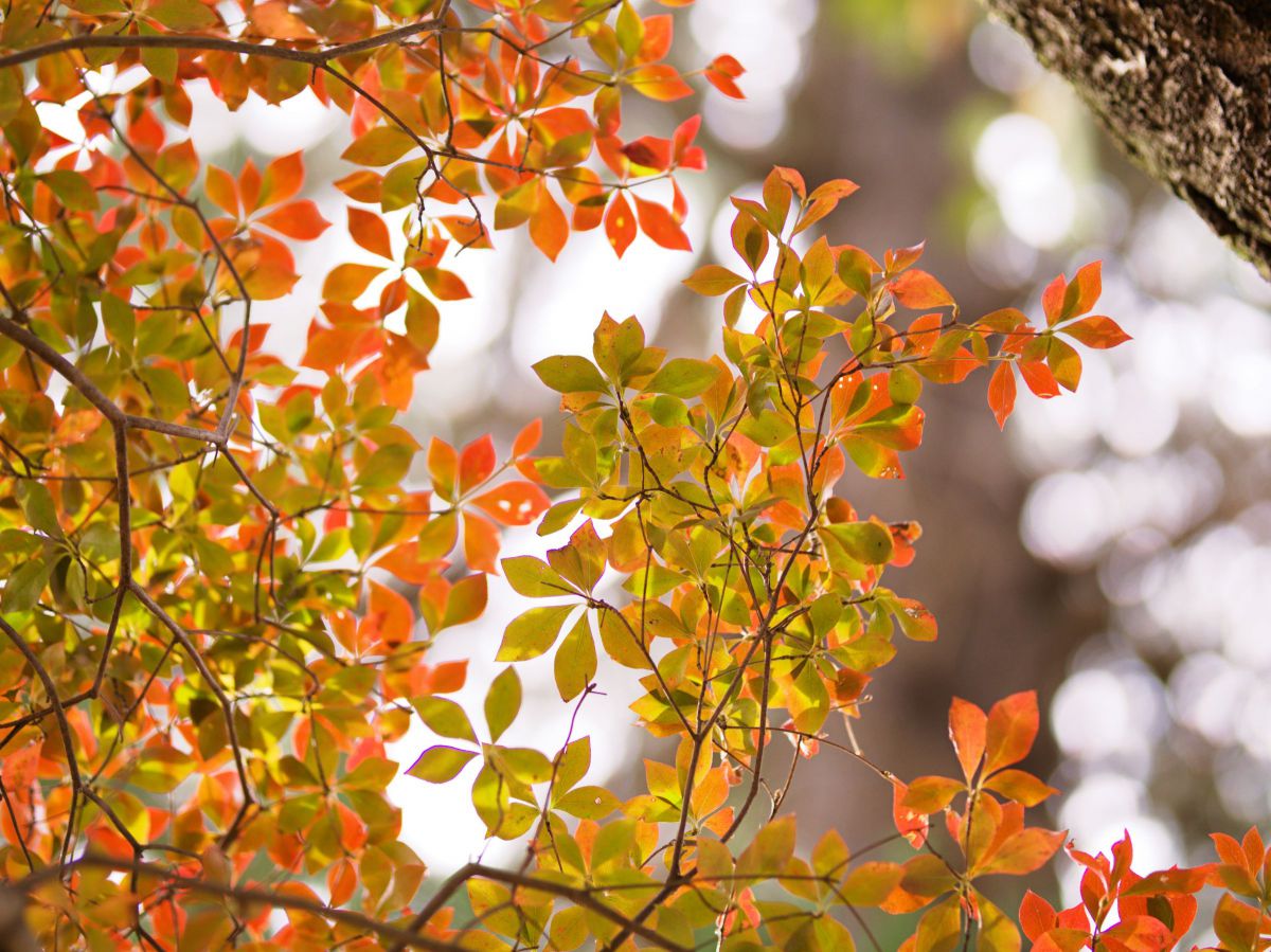 大山参道2022_9 | GANREF