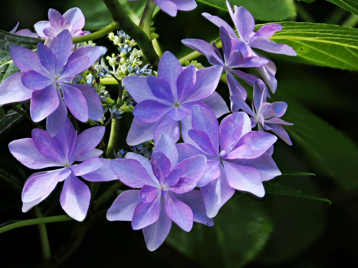 紫陽花2025_11 | GANREF