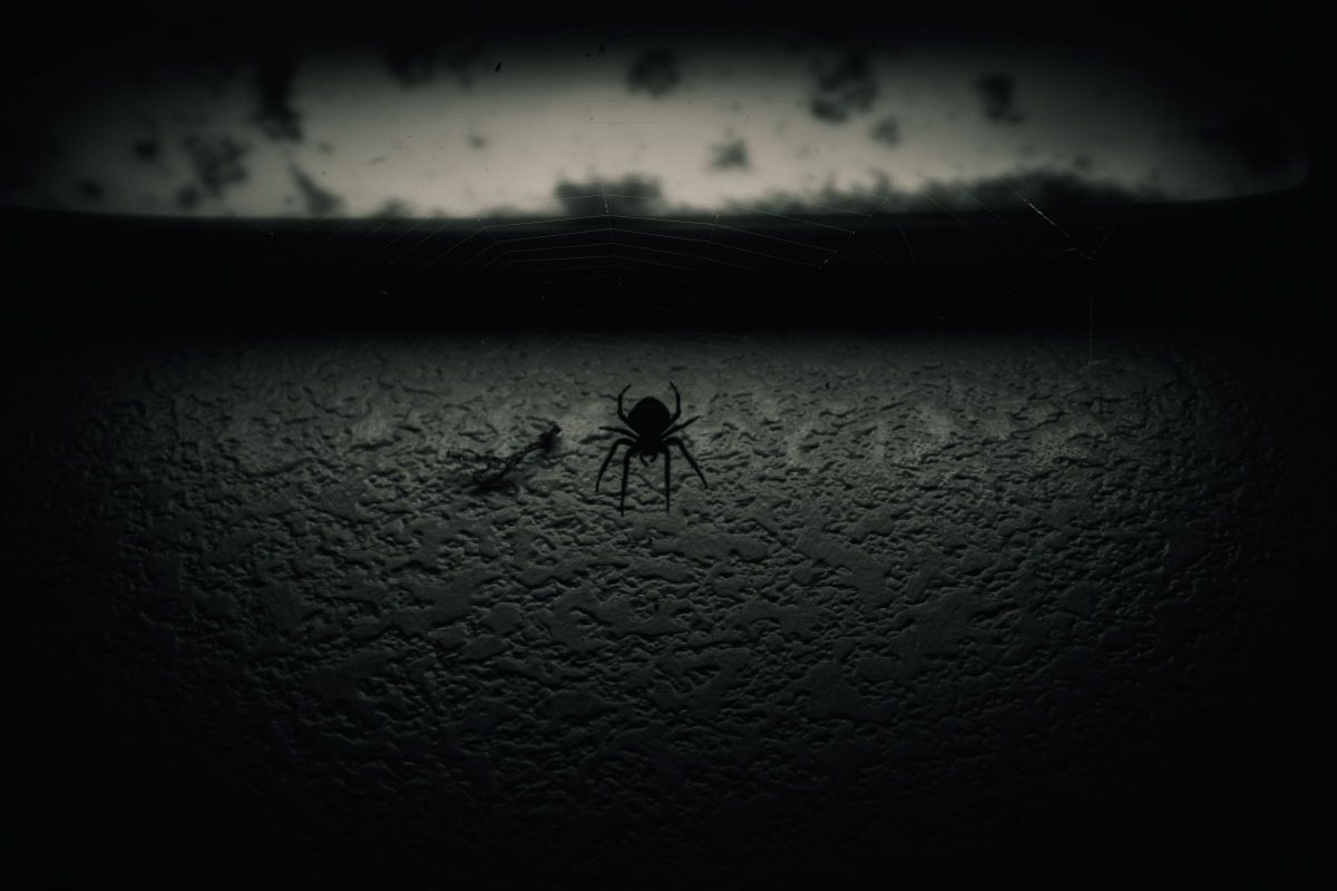 Space Spider. | GANREF