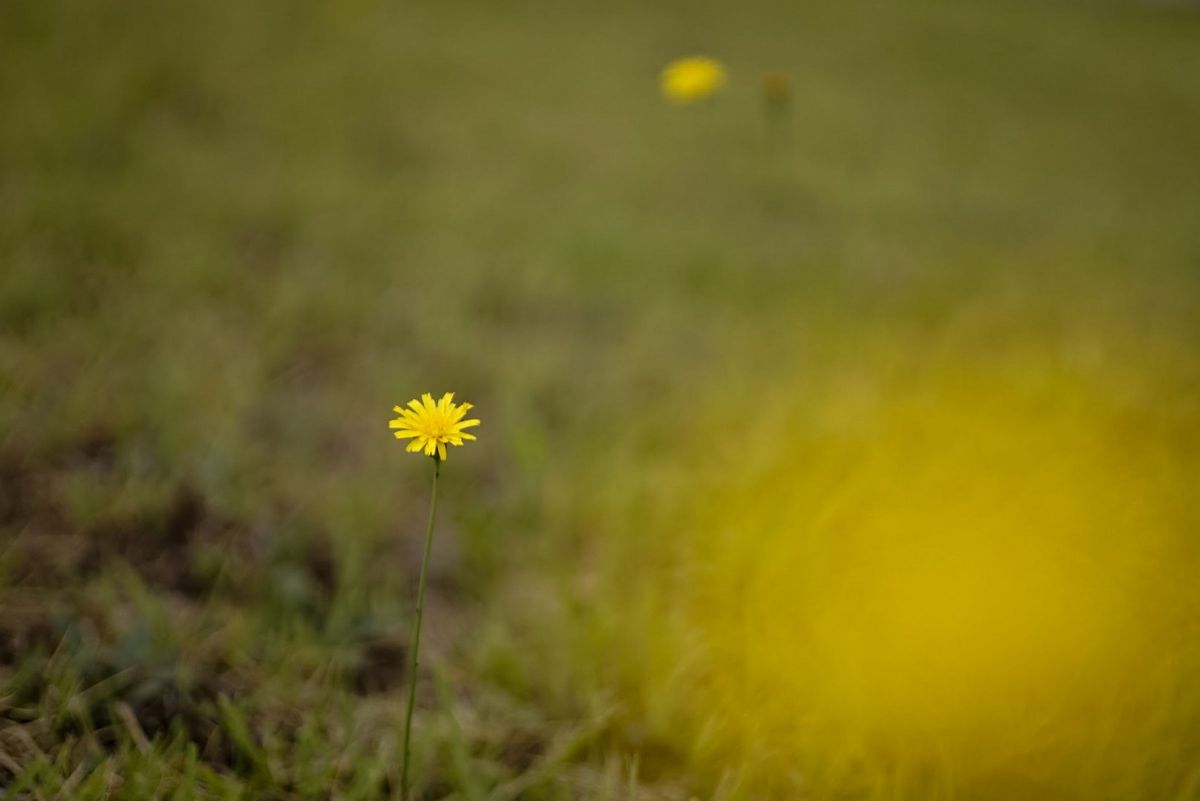 Blooming in the field | GANREF