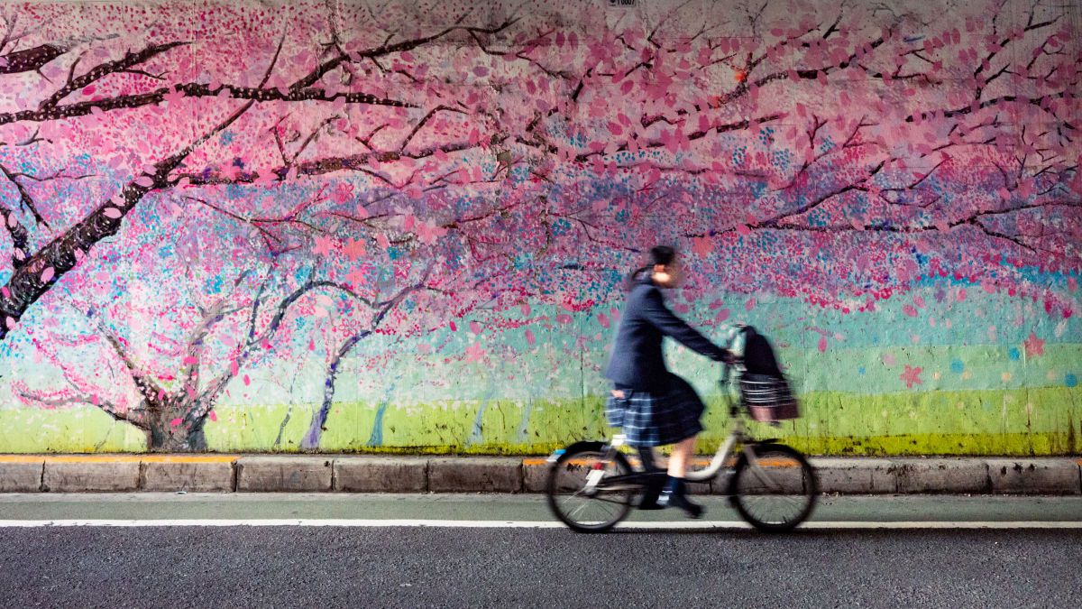 Cherry Blossom Road. | GANREF