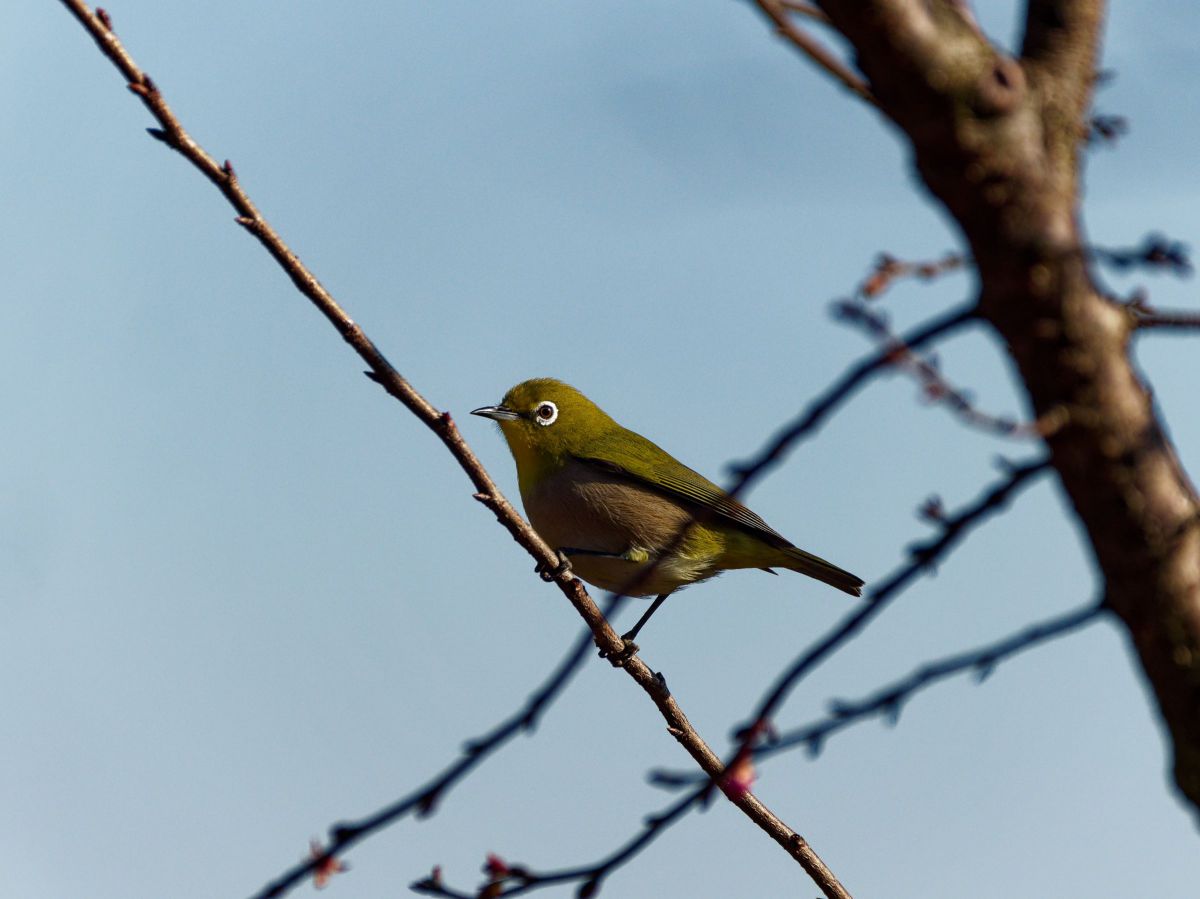 first contact | GANREF