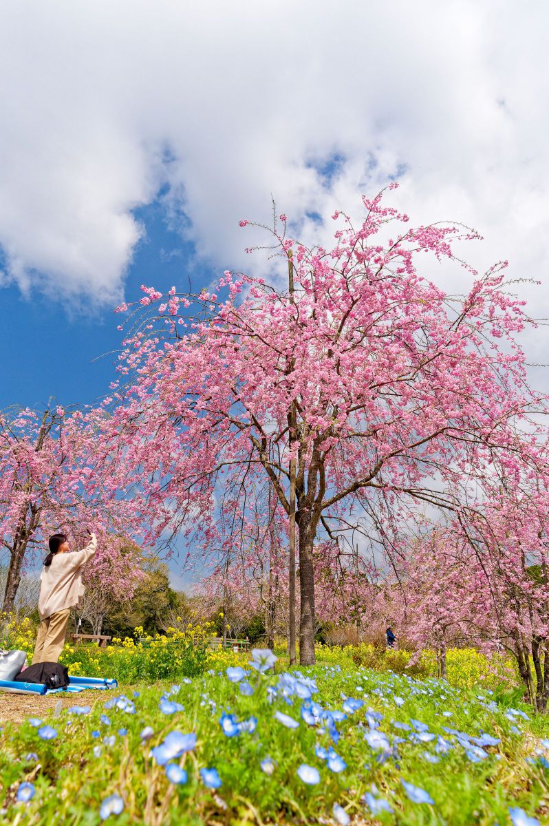 春を愛でる | GANREF