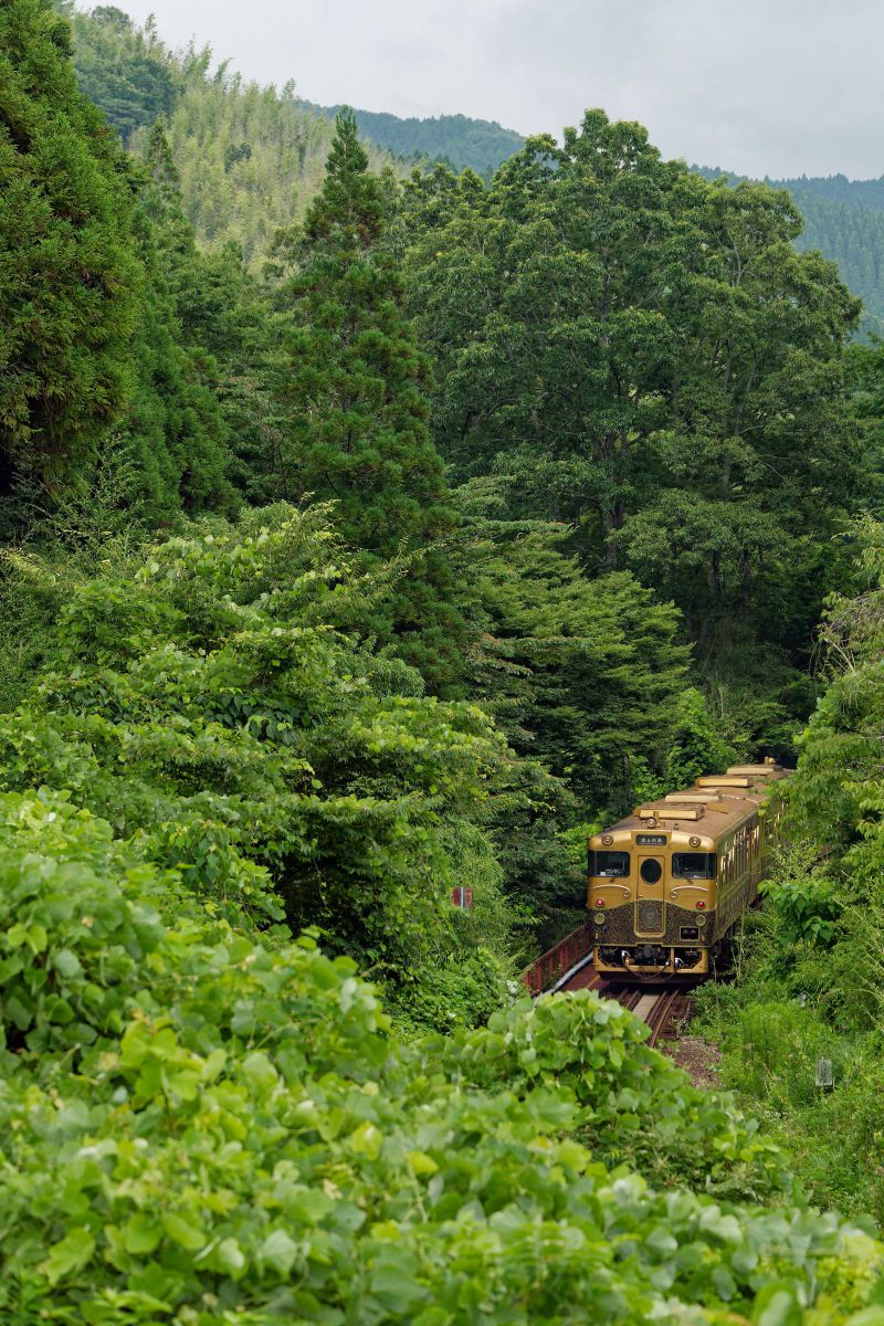 黄金色、キラリ | GANREF