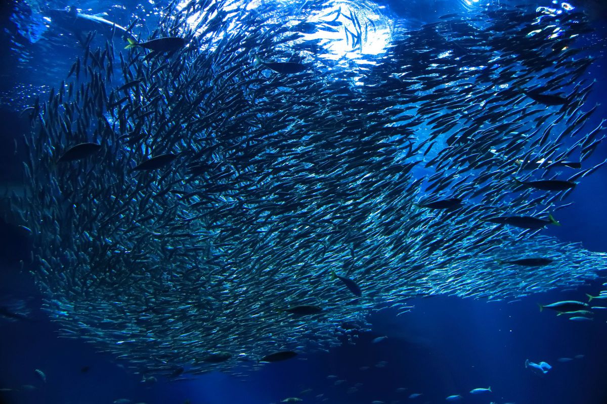これぞ水族館 | GANREF