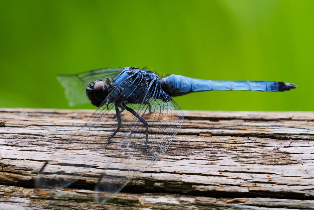 メタリックブルー | GANREF