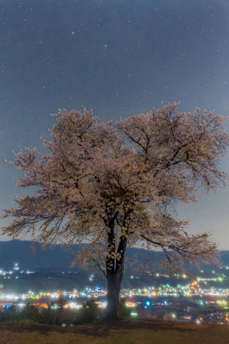 SAKURA Colors | GANREF