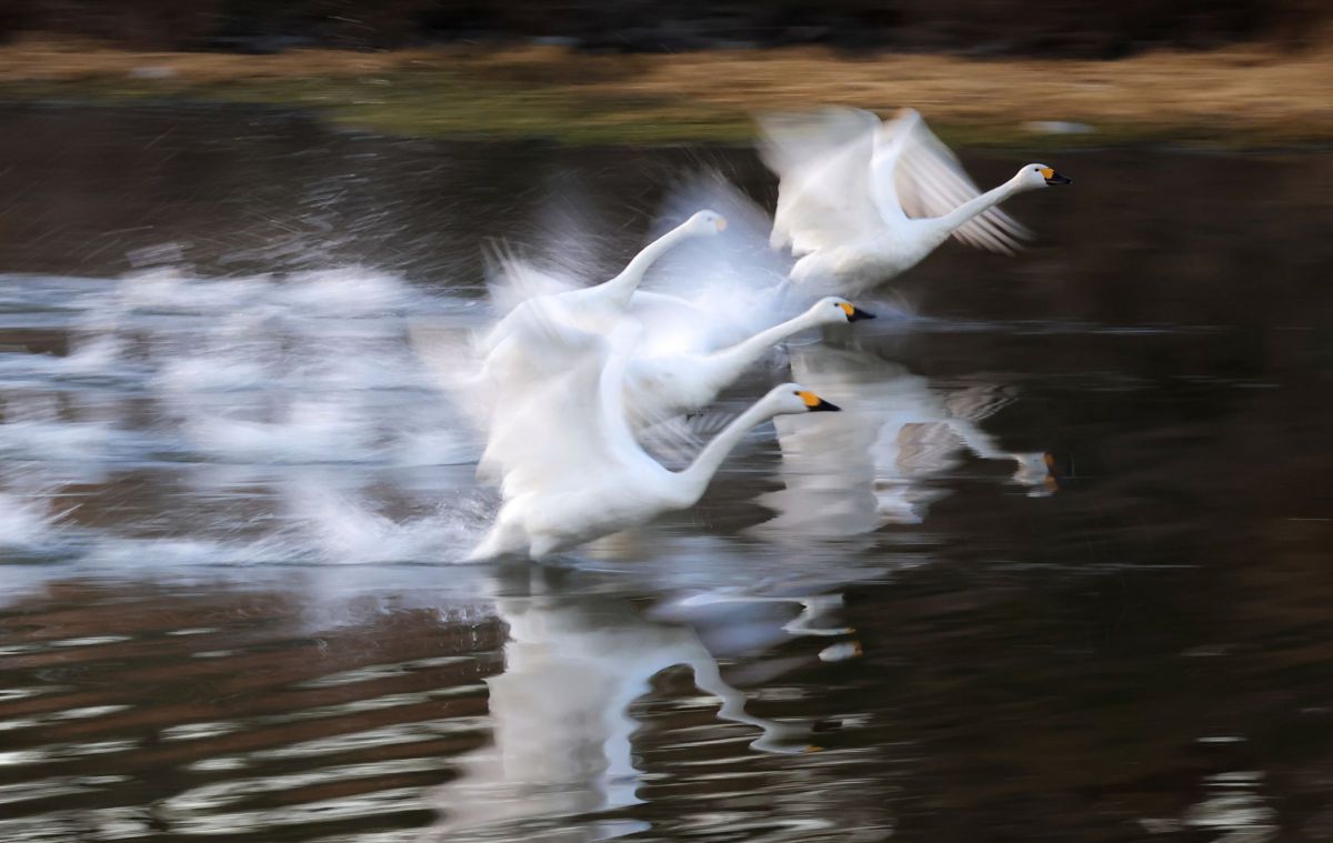 Take off swan | GANREF