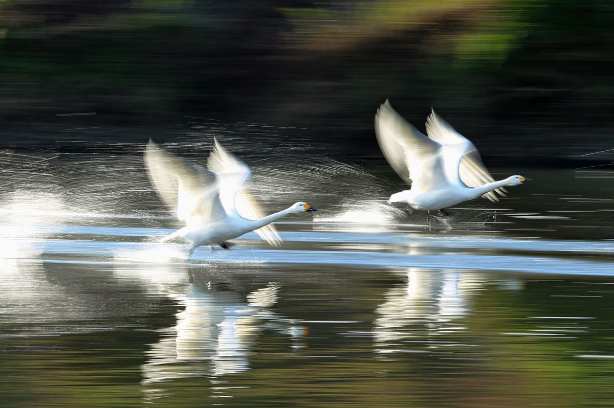 Splash Dash !! | GANREF