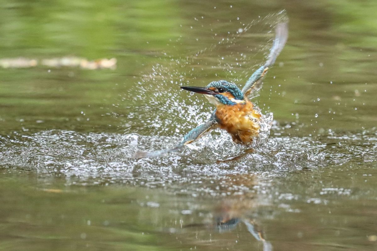 turn splash | GANREF