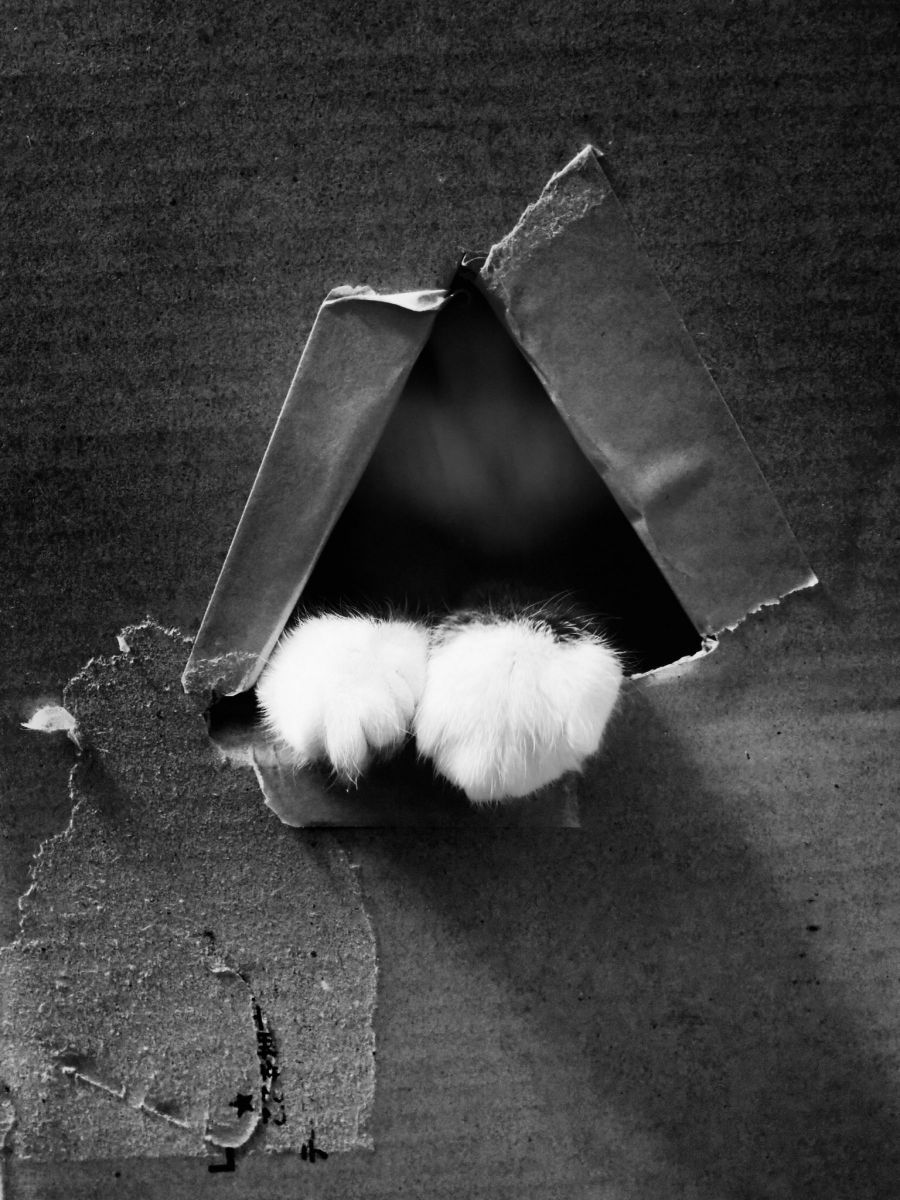 Hide and Seek. | GANREF