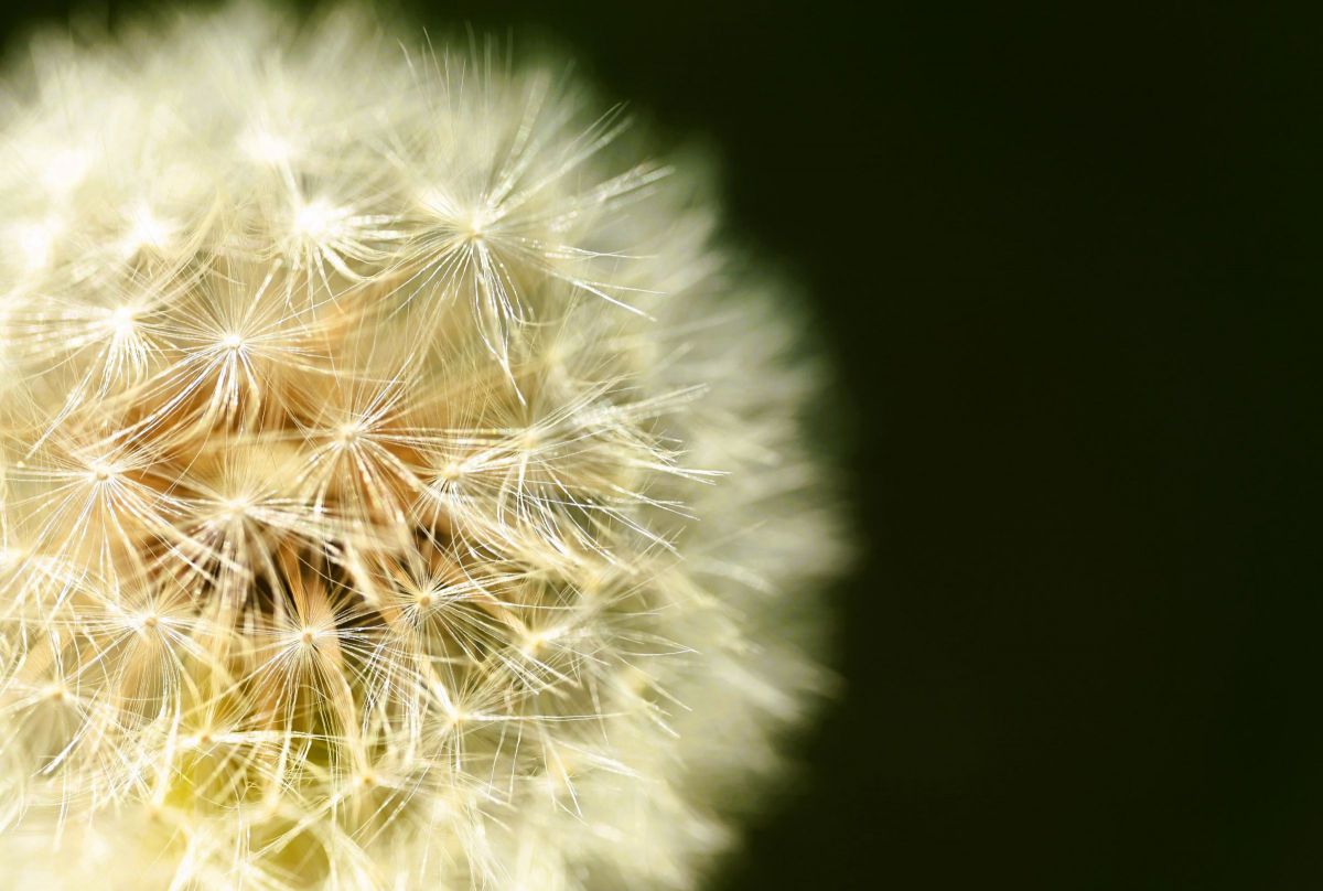 killing me softly. | GANREF