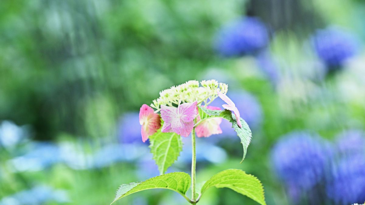 山紫陽花 | GANREF
