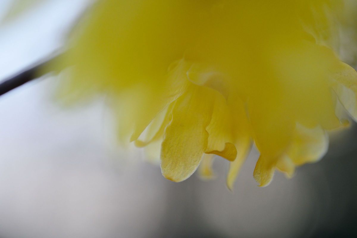 Yellow Angel | GANREF