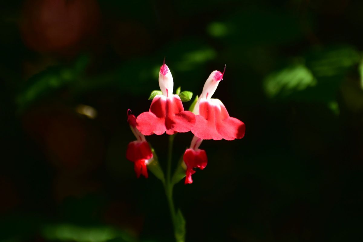 Shall We Dance? | GANREF