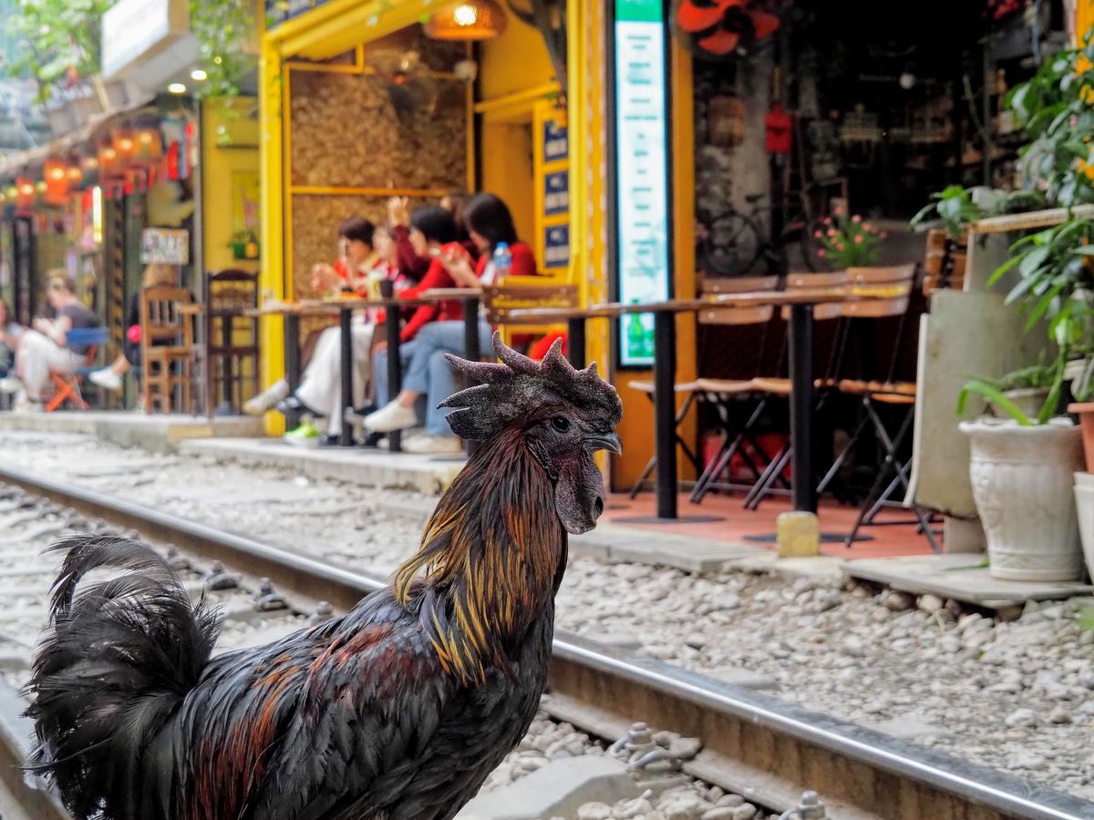 A Cock on the Rail! | GANREF