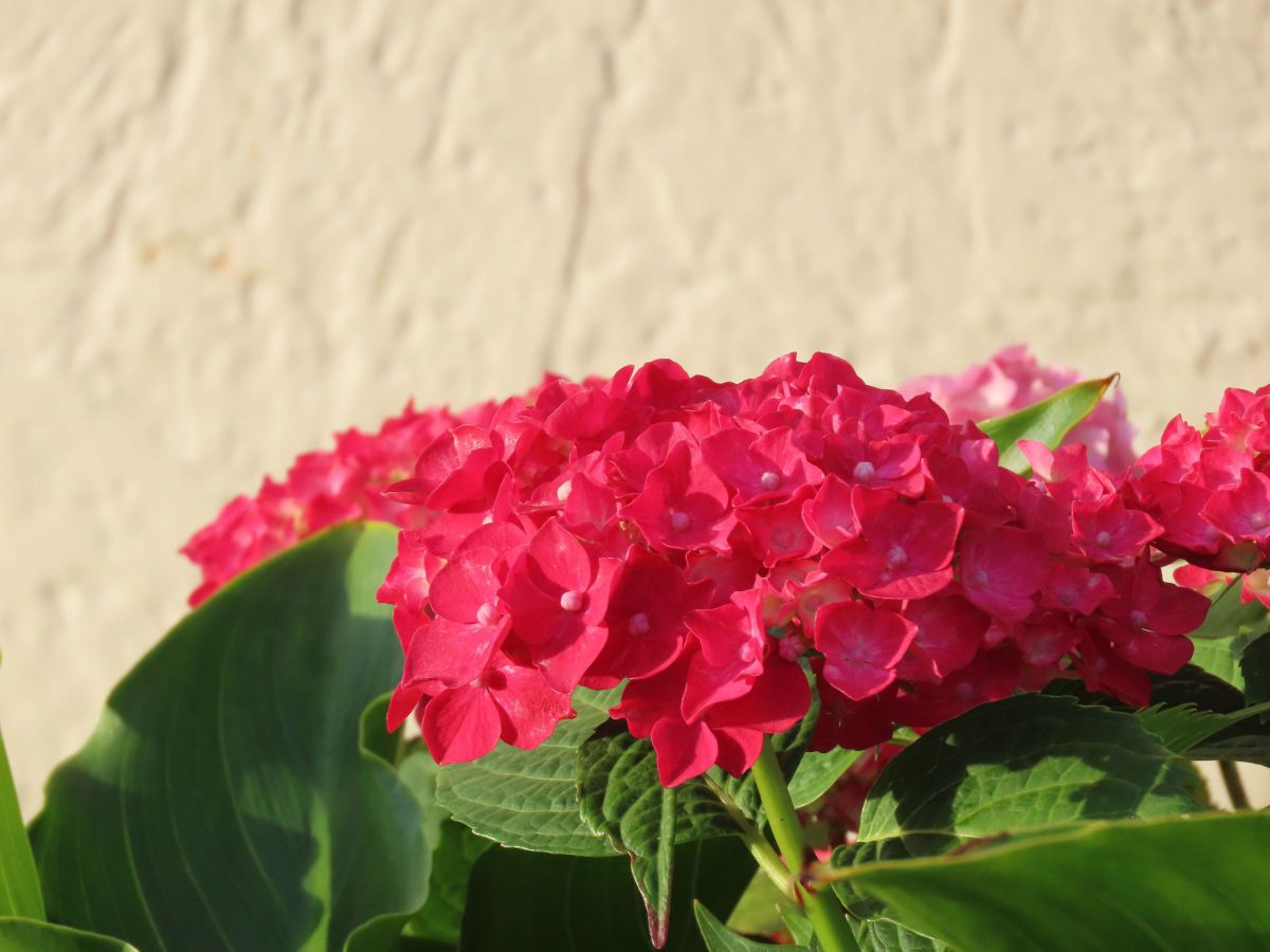 IMG_240603 (53).JPG 赤い紫陽花 | GANREF