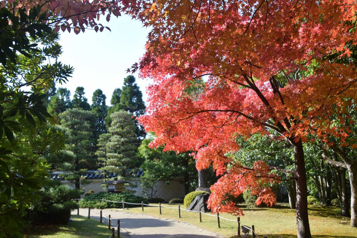 IMG_241202 (51).JPG 好古園の紅葉 | GANREF