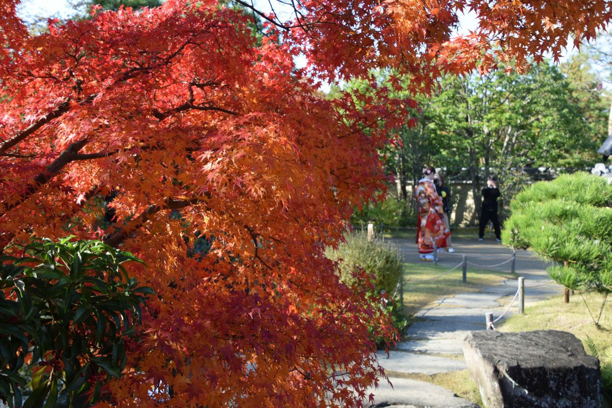 IMG_241202 (85).JPG 好古園の紅葉 | GANREF