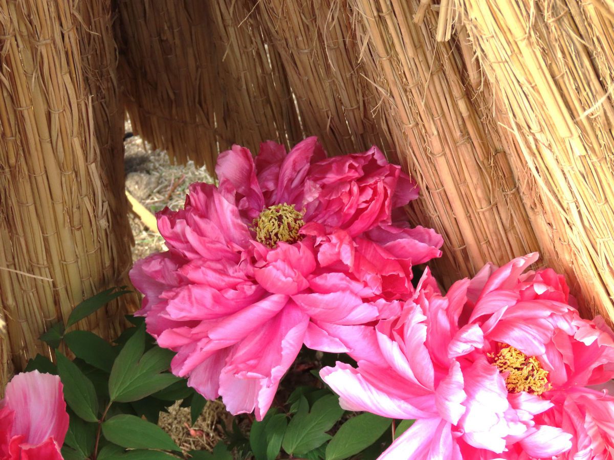 IMG_250112 (51).JPG 相楽園の冬牡丹 | GANREF