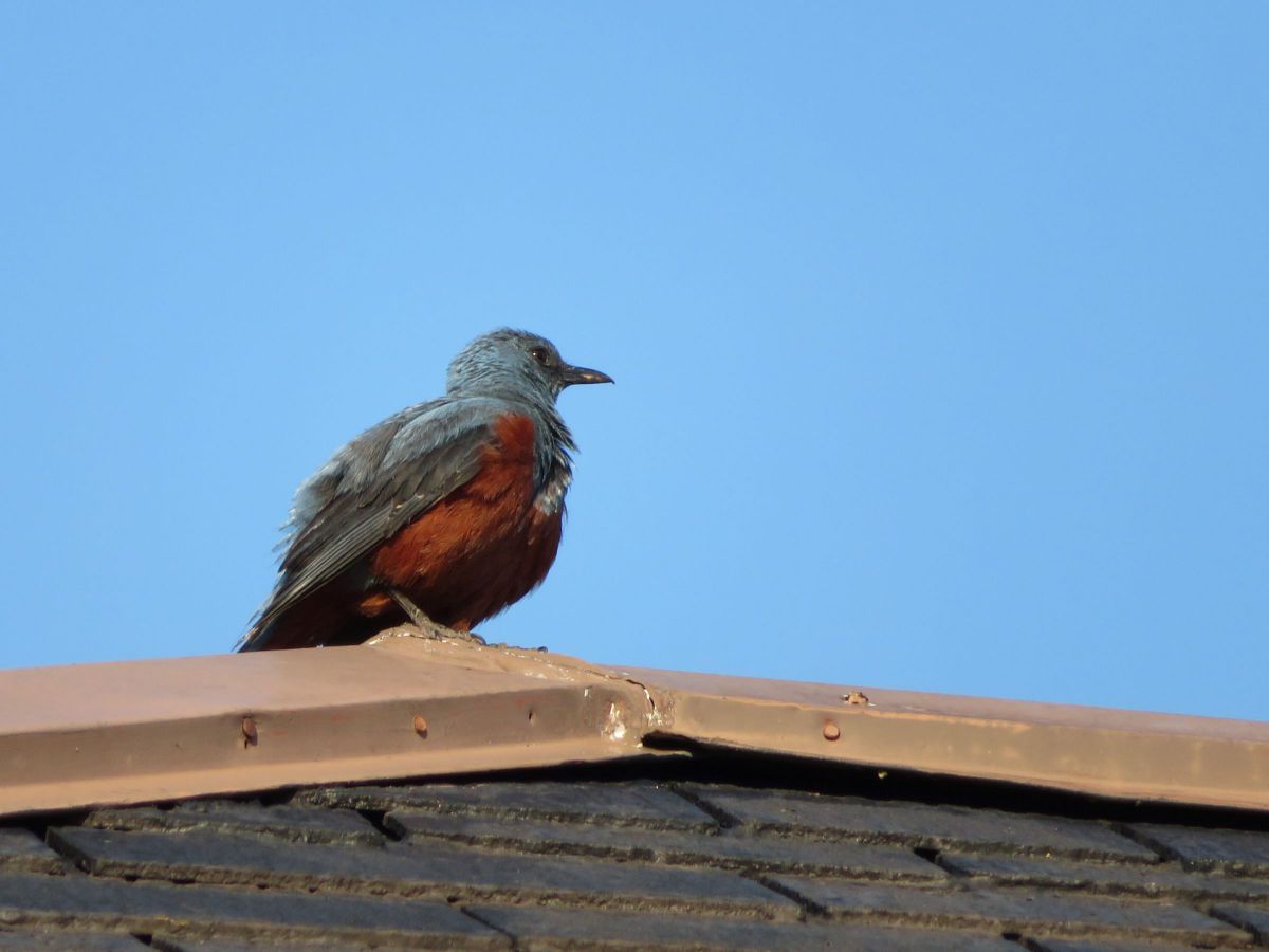 IMG_240607 (152).JPG | GANREF