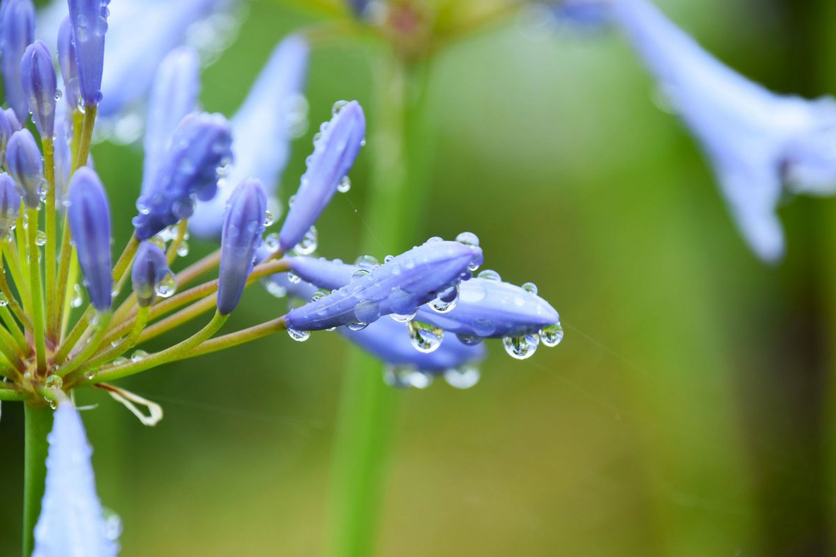 IMG_240621 (15).JPG アガパンサス | GANREF