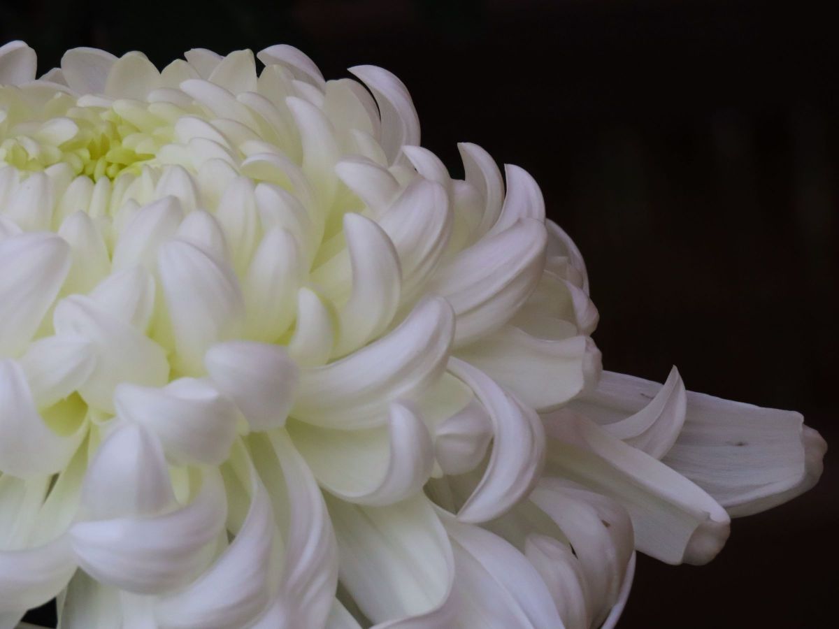 IMG_241026 (142).JPG 白い菊 | GANREF