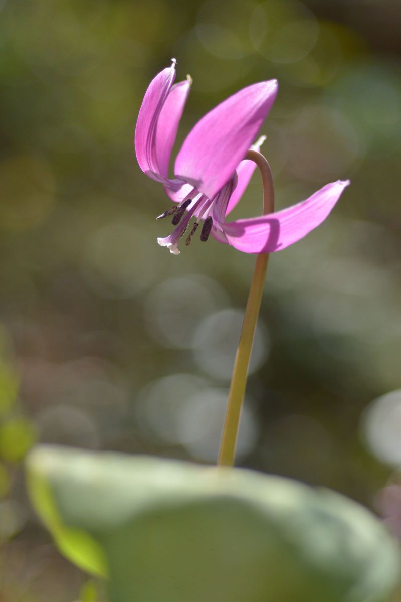 Spring ephemeral ｶﾀｸﾘ | GANREF