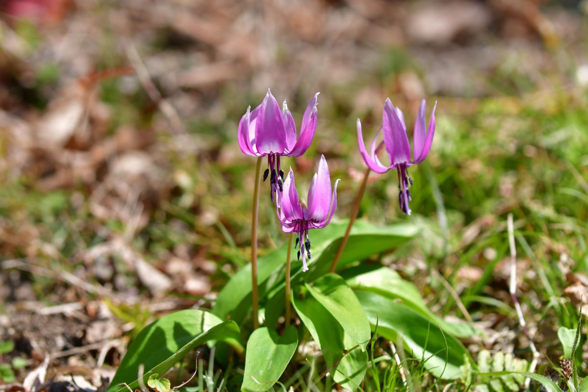 Spring ephemeral 3姉妹 | GANREF