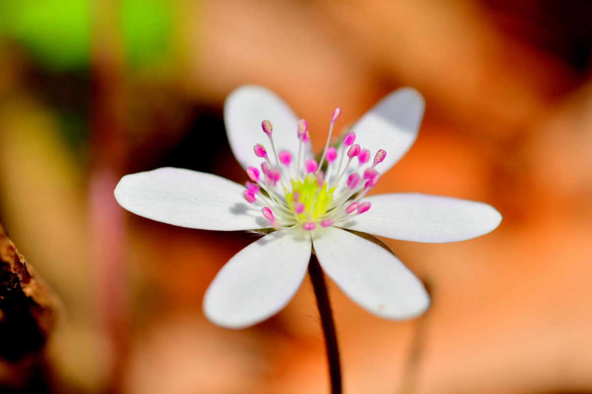 Spring Ephemeral ミスミソウ | GANREF