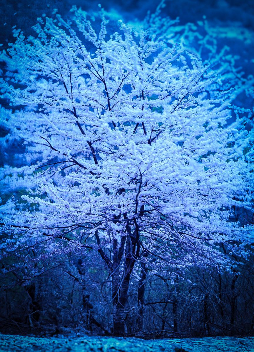 cherry fall world | GANREF