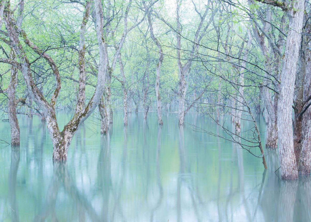 Fresh green | GANREF