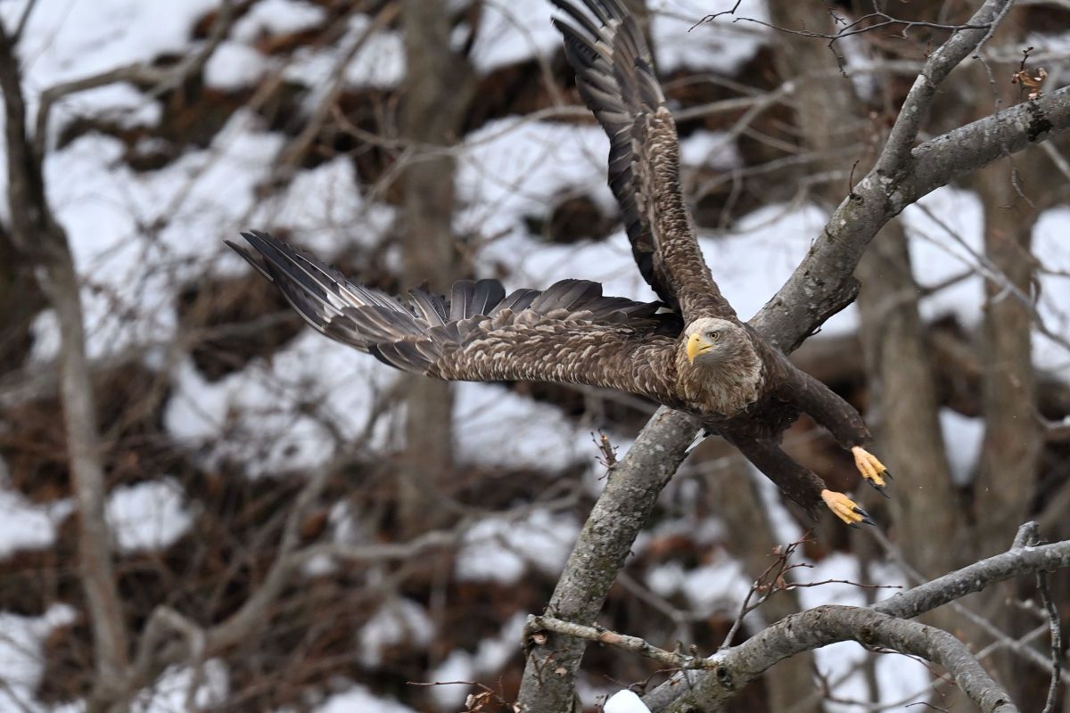 オジロワシ B23-2 | GANREF