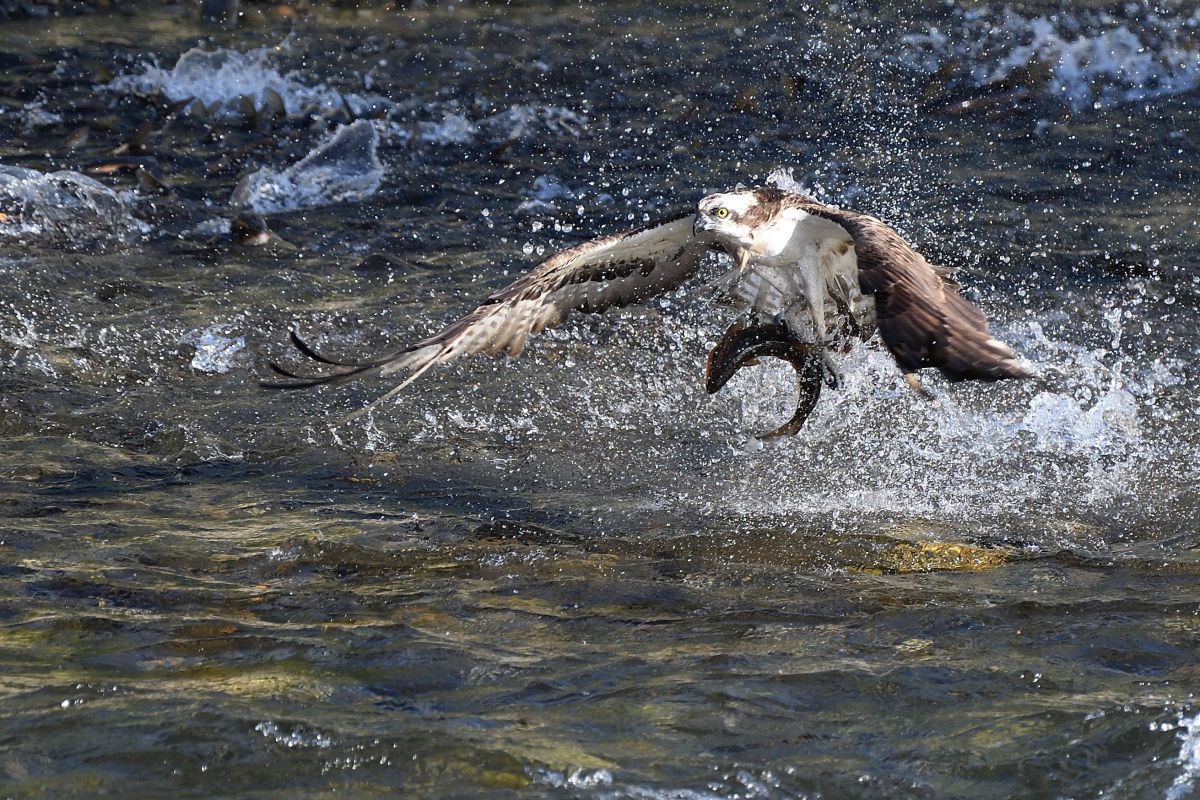 ミサゴ 大物ゲット B23-13 | GANREF