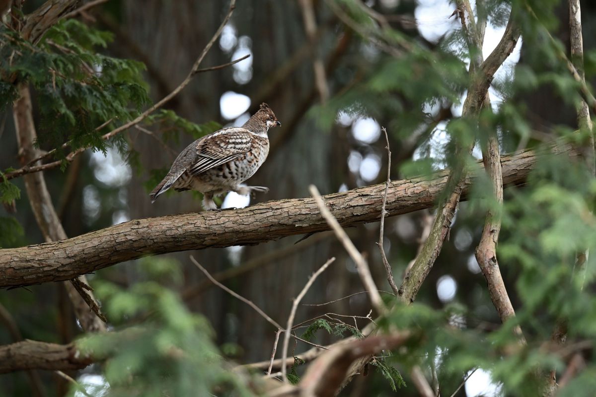 エゾライチョウ（♀） B22-28 | GANREF