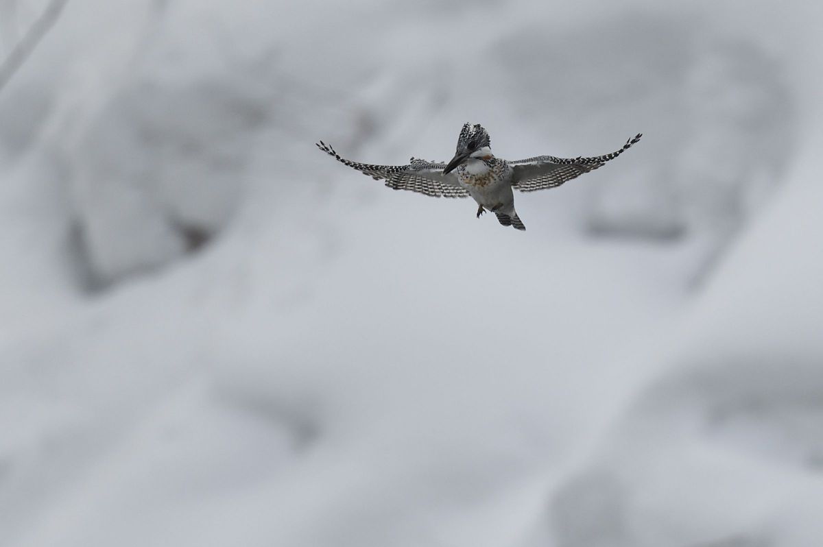 ヤマセミ ホバリング B23-8 | GANREF