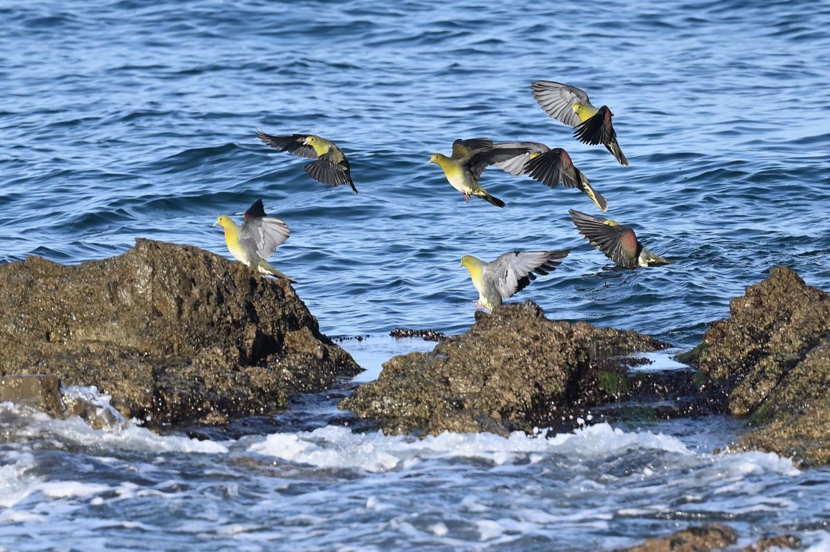 アオバトⅡ B24-9 | GANREF