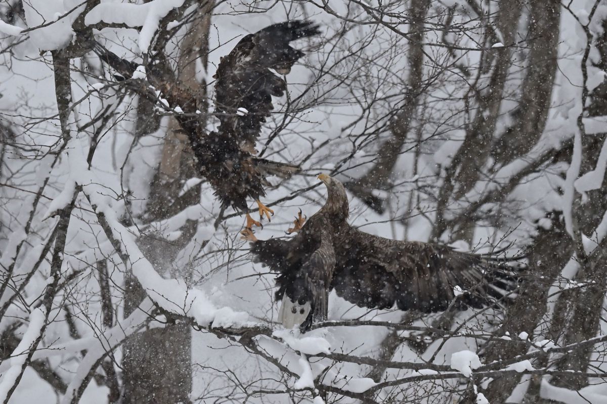 雪中バトル 1 谷へ落下 B22-9 | GANREF