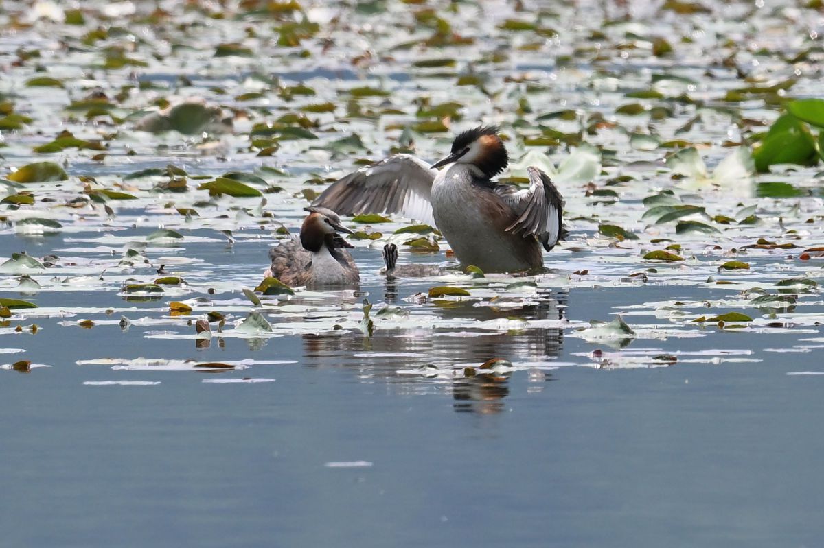 親子 2 B24-7 | GANREF