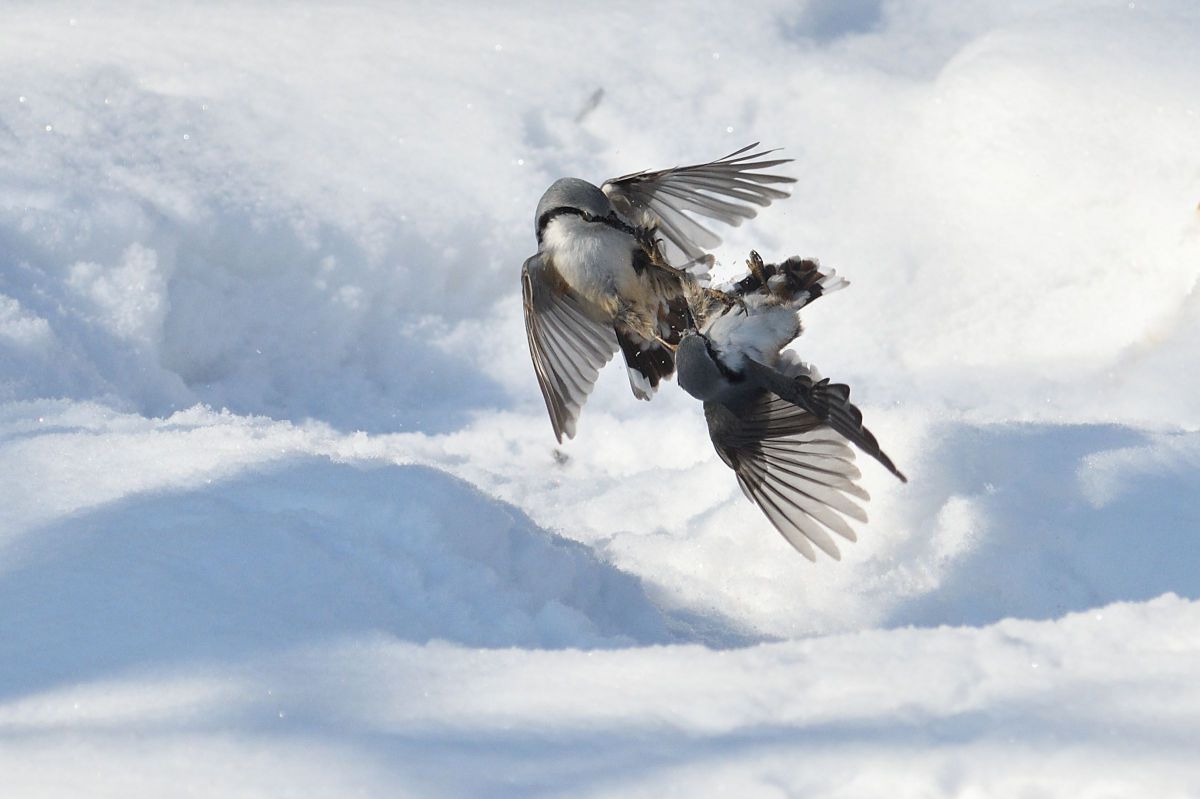 決闘！ゴジュウカラ 1 リメイク版 B24-4 | GANREF