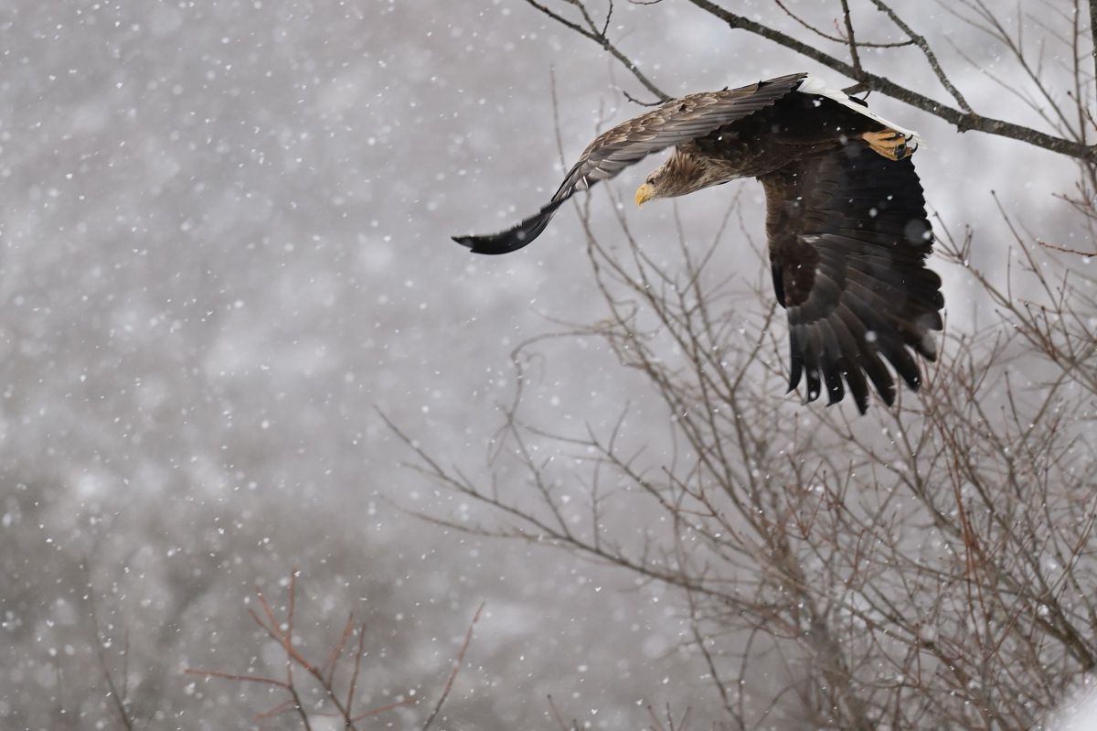 オジロワシ飛び出し B22-6 | GANREF