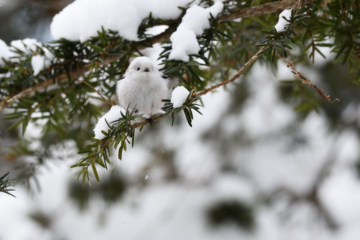 枝先小雪だるま B22-29 | GANREF