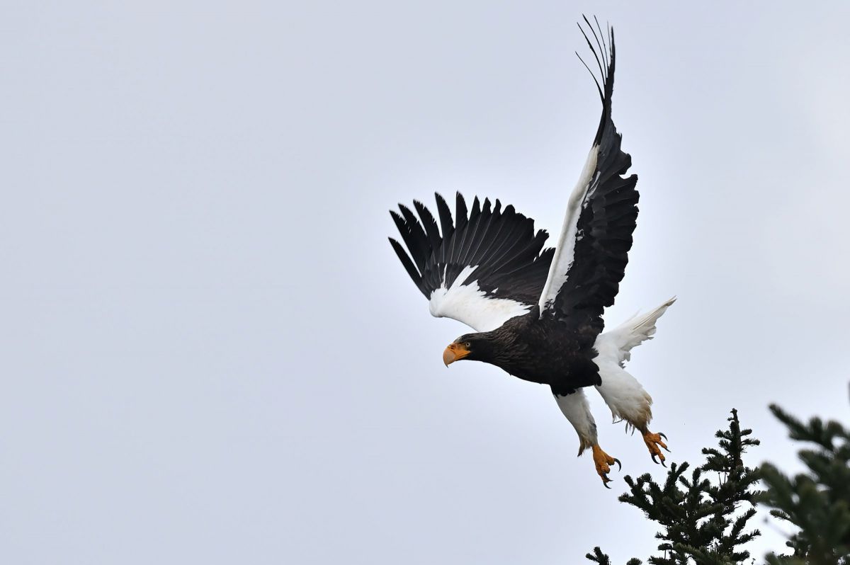 オオワシの飛び出し B22-5 | GANREF