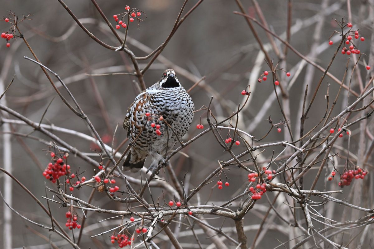 エゾライチョウ（♂） B22-27 | GANREF