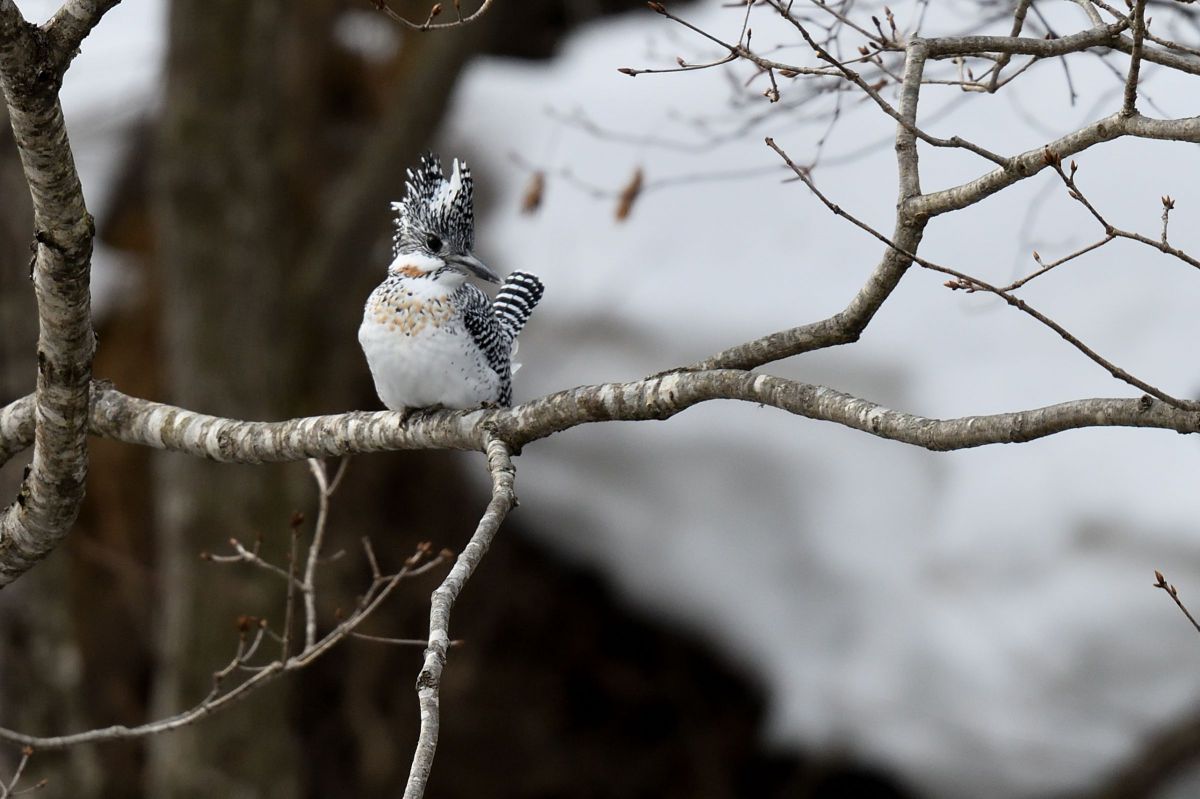 キリッと男前！ B25-2 | GANREF