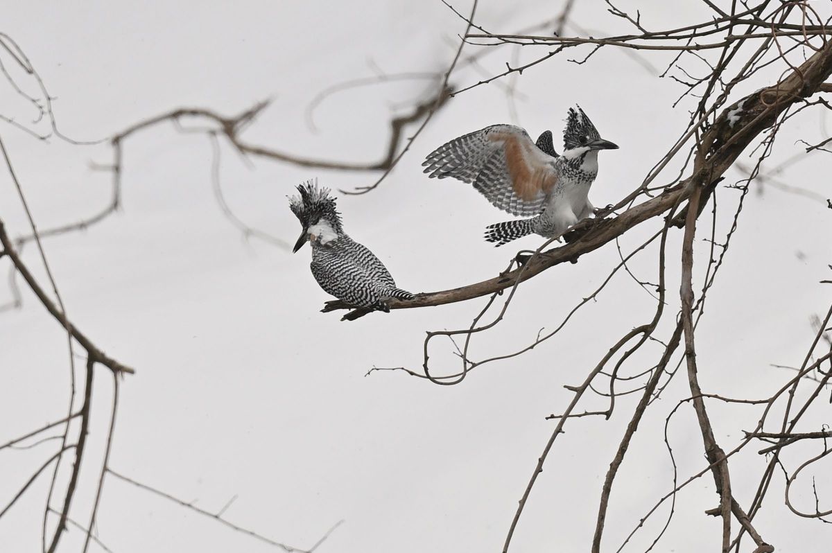 ヤマセミ番（右♀、左♂） B23-7 | GANREF