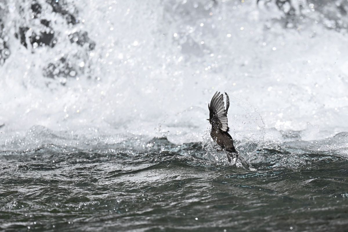 我が子へ カワガラス B23-11 | GANREF