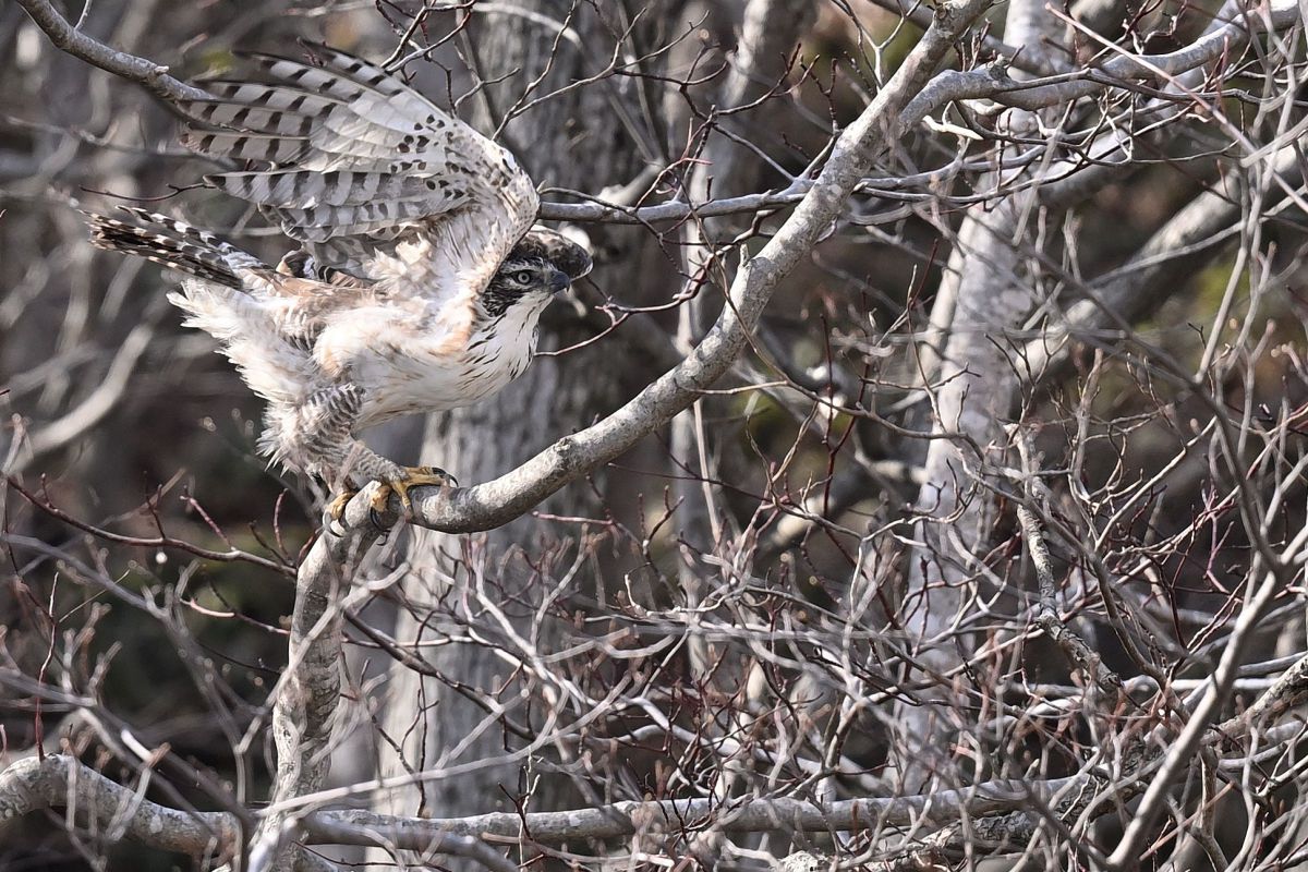 クマタカ 若 B24-11 | GANREF