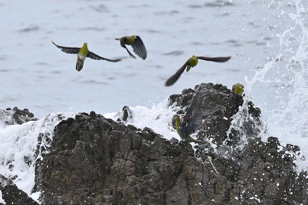 アオバト B24-8 | GANREF