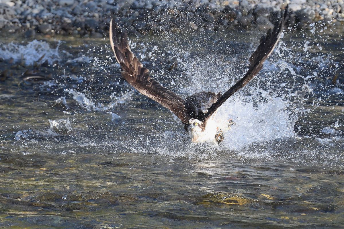 ミサゴ B23-14 | GANREF